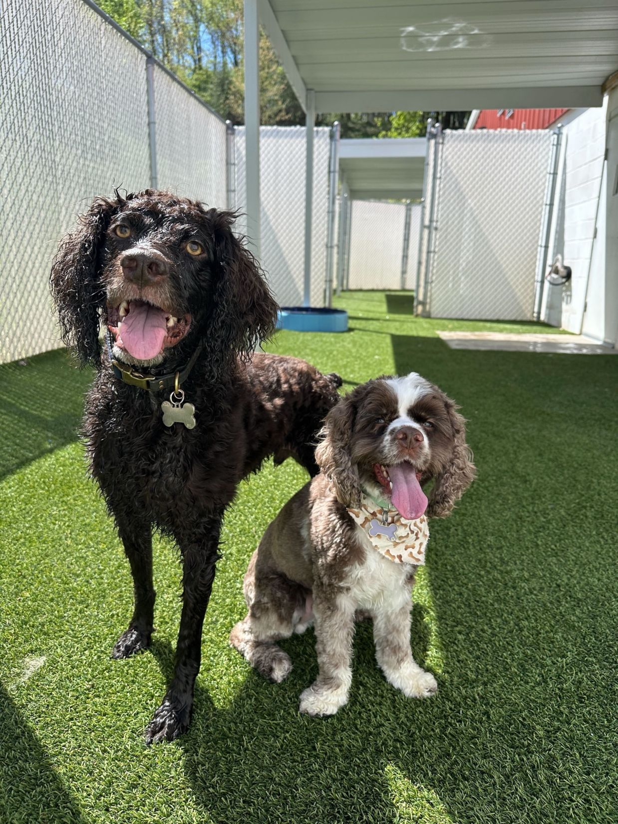 Dog Boarding Information | Bradford Hills Veterinary Hospital